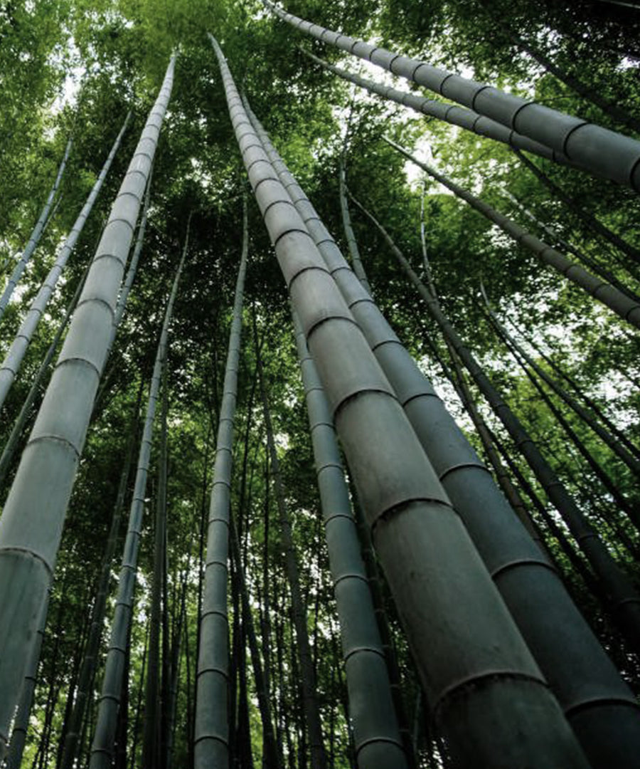 Fakta om bambu – Copenhagen Bamboo